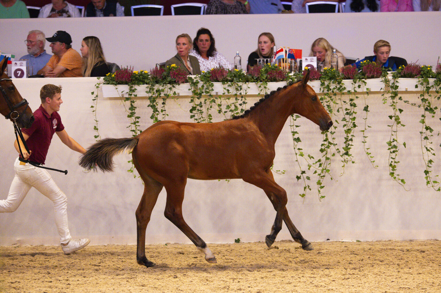 Limburgse Veulenveiling beleeft exceptionele editie – Limburgse ...